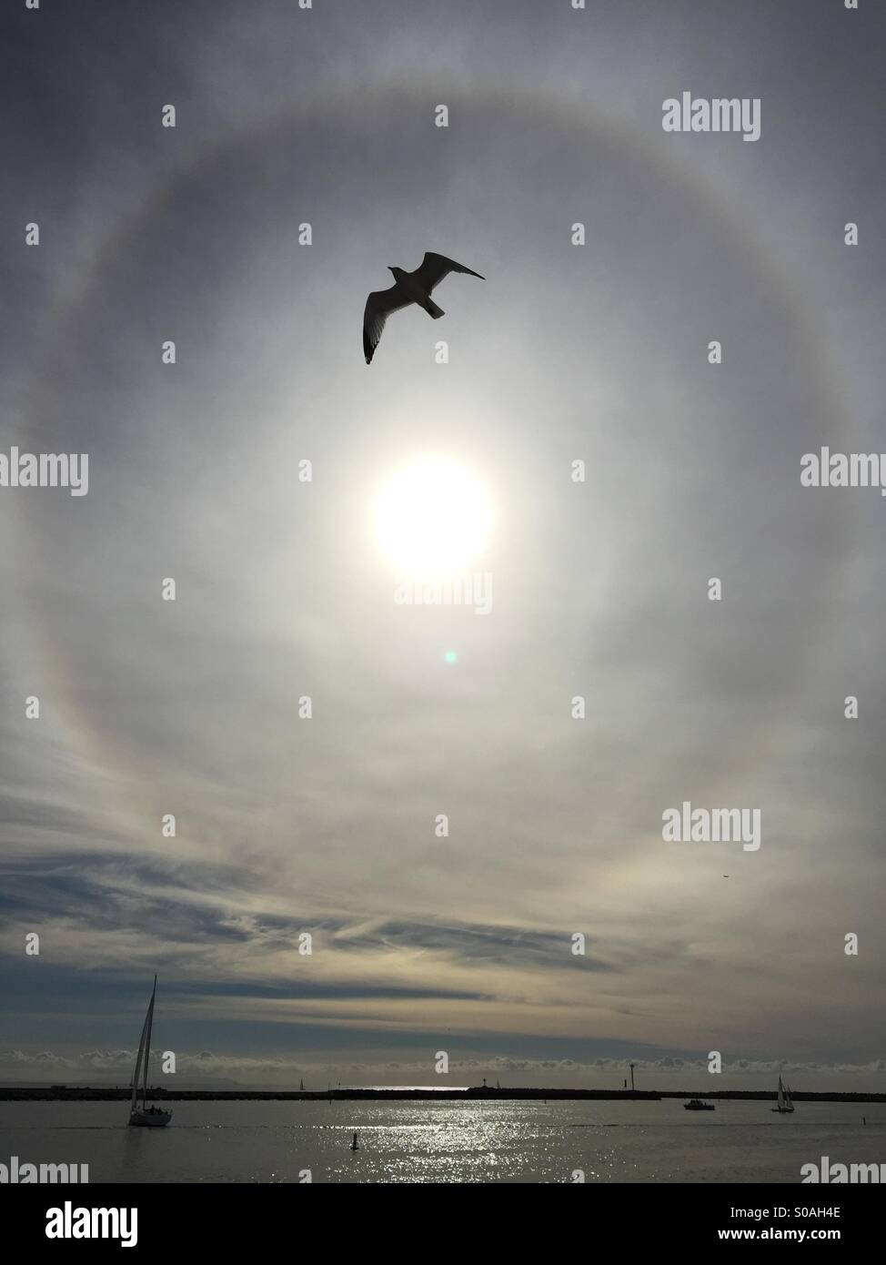 bird, halo and sail boat Stock Photo - Alamy