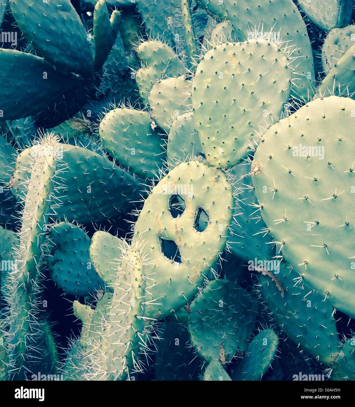 Smile cactus hi-res stock photography and images - Alamy