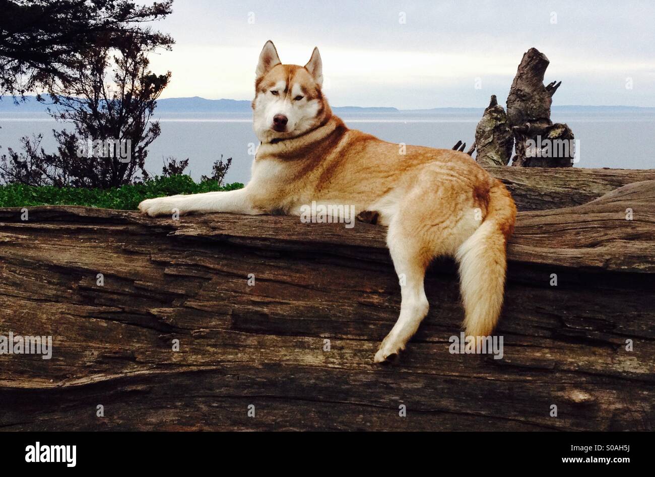 Are Red Huskies Rare Foopets