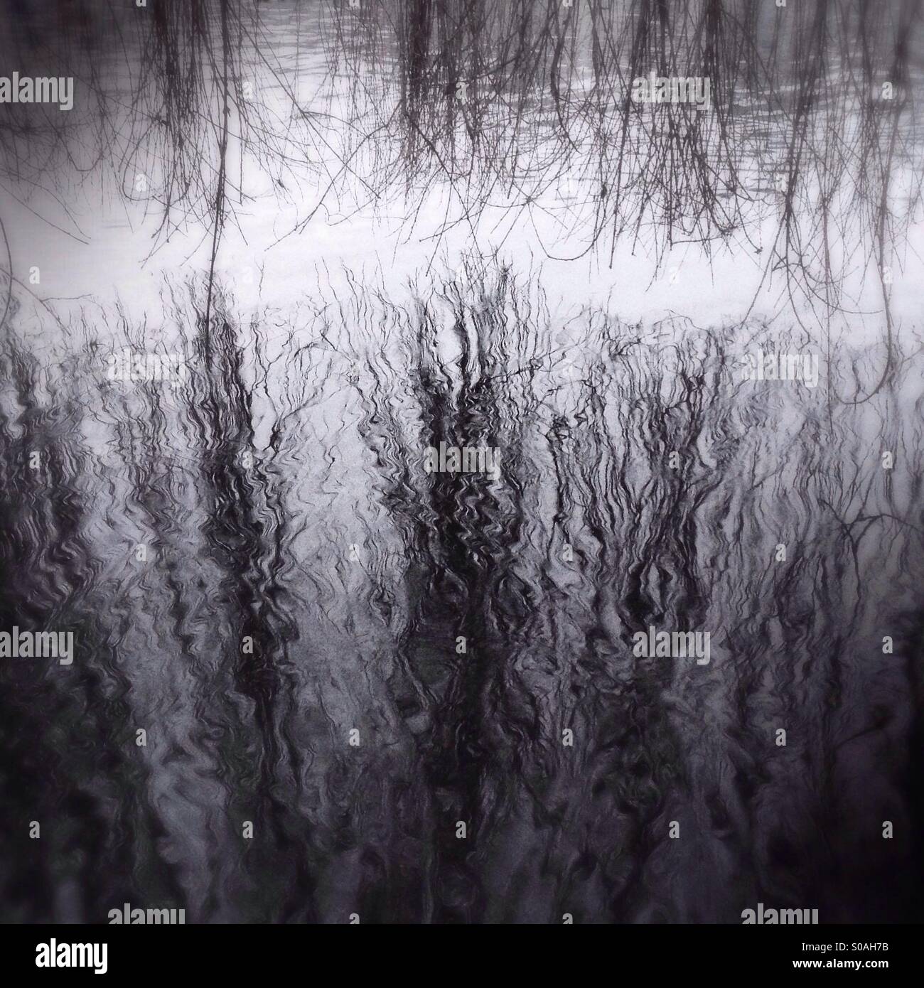 Weeping willow water hi-res stock photography and images - Alamy