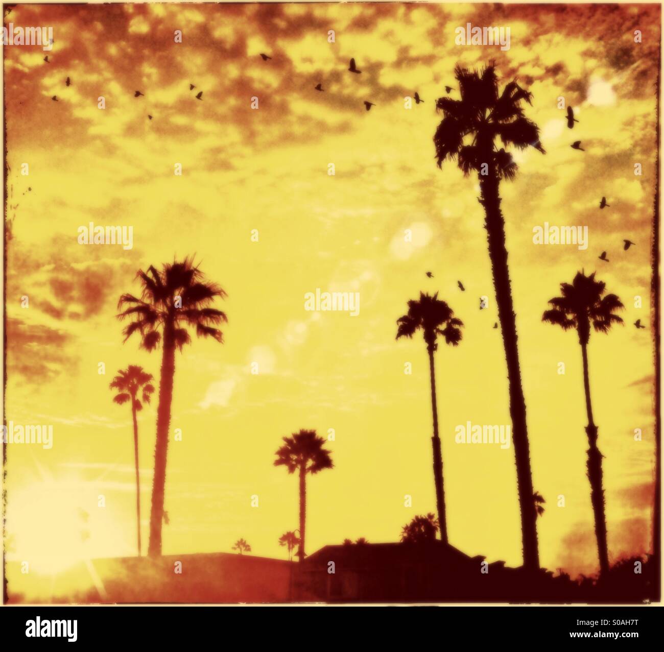 California Palm Trees At Sunset Stock Photo - Alamy