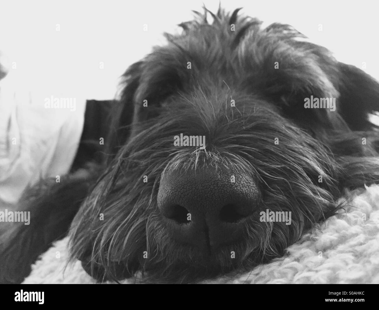 Close up of a black labradoodle dog Stock Photo - Alamy
