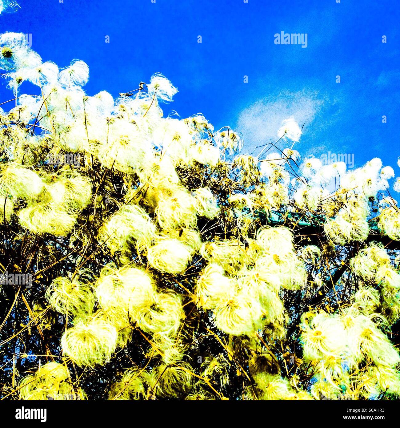 Furry plant hi-res stock photography and images - Alamy