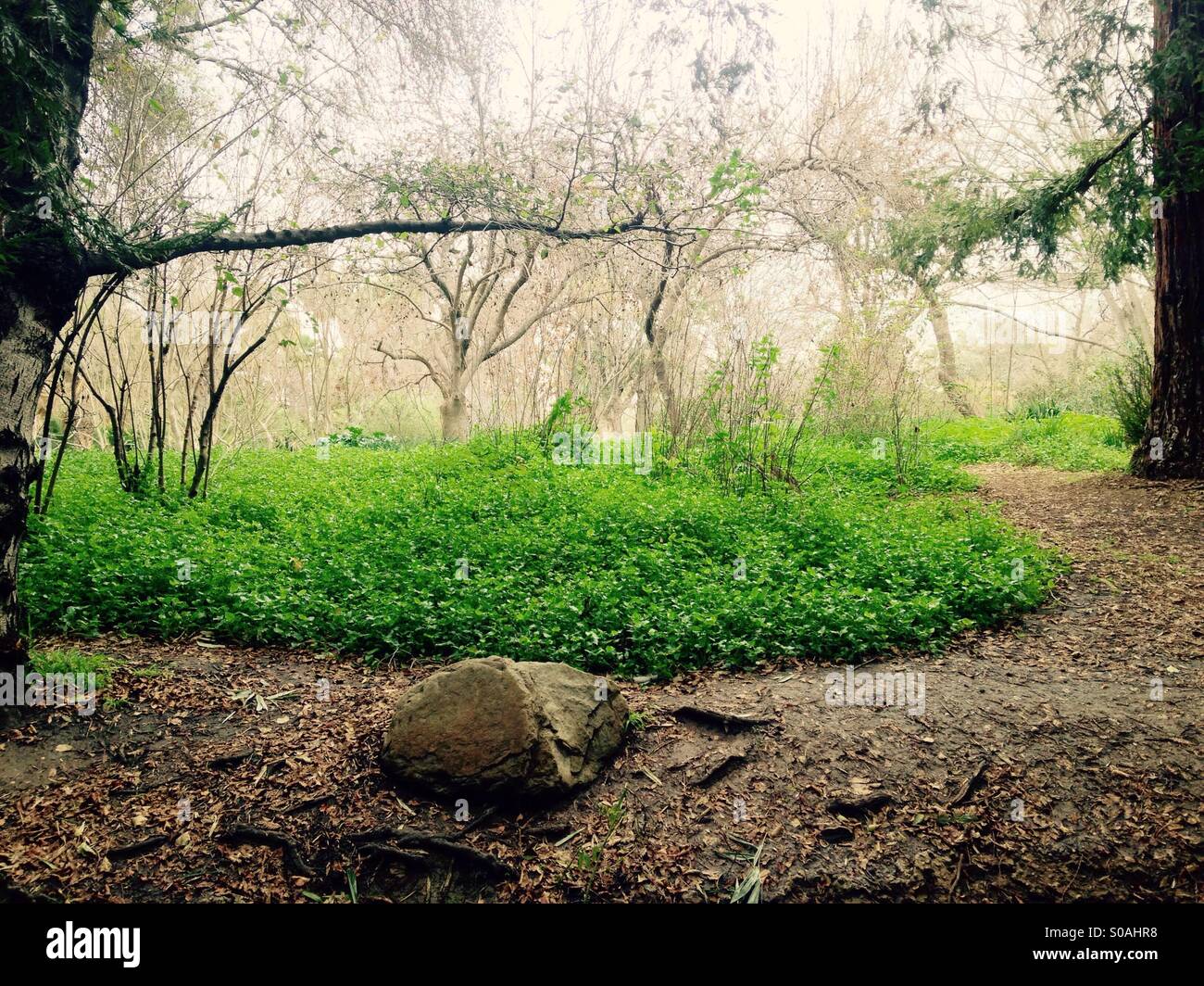 A rock dividing the path in a forest Stock Photo - Alamy