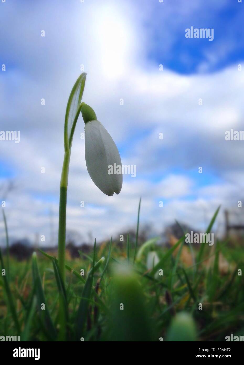 Snowdrops flowering in a London park, February 2015 Stock Photo - Alamy