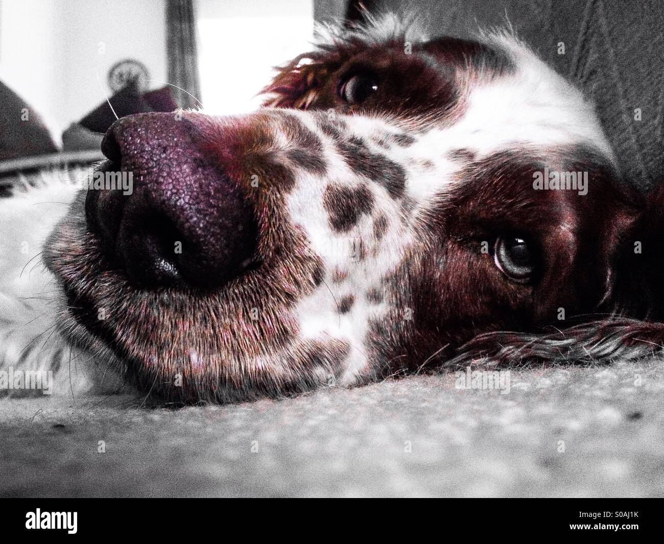 Welsh springer spaniel hi-res stock photography and images - Alamy