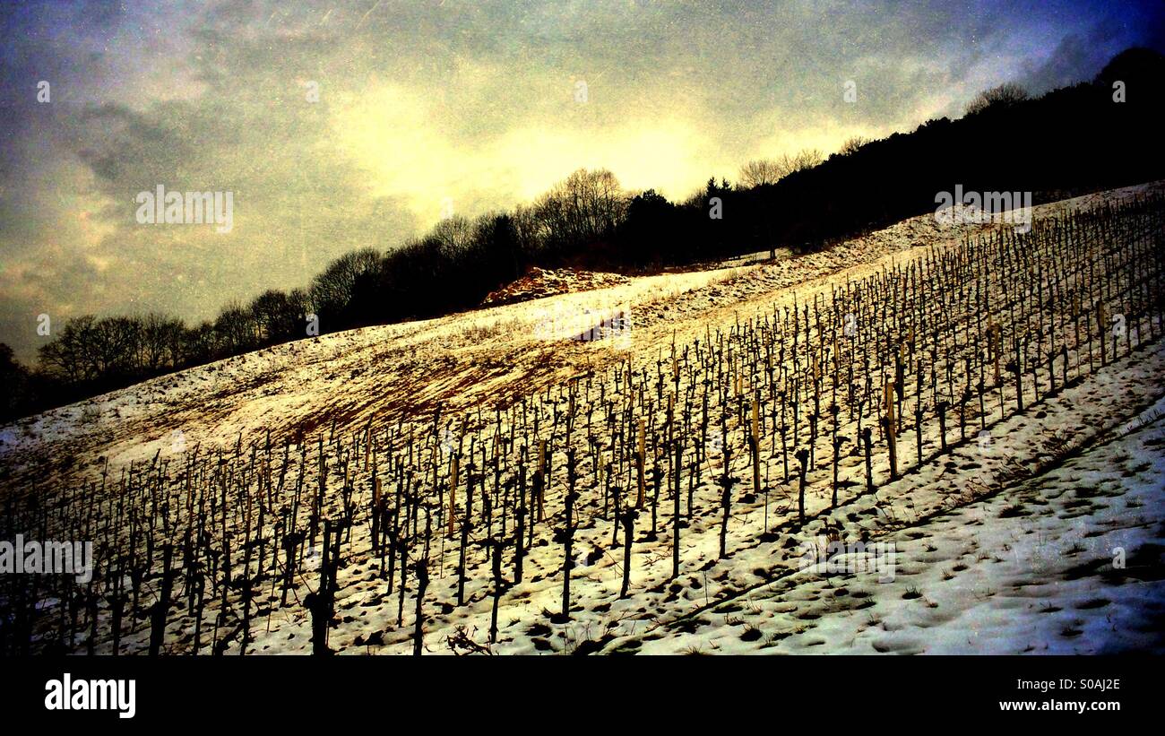 Sun vineyard hi-res stock photography and images - Alamy