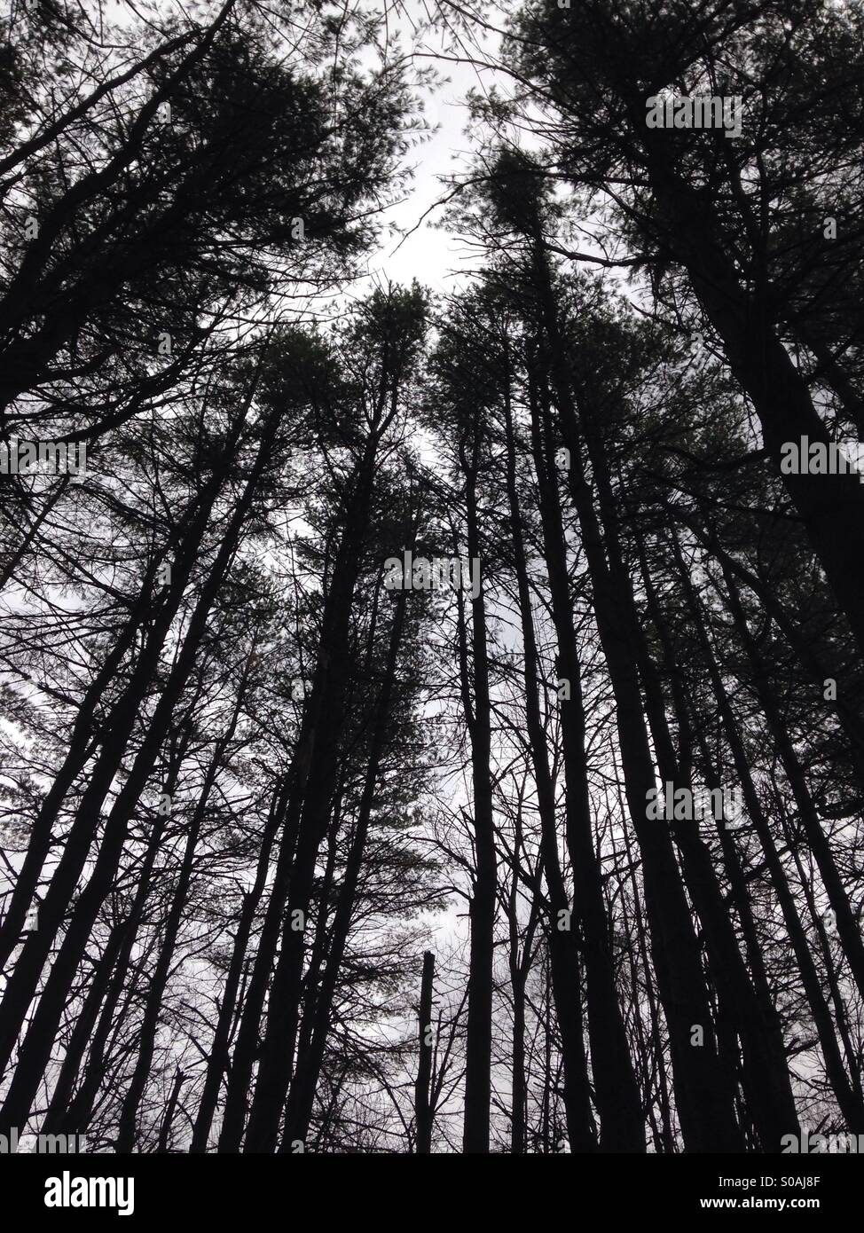 Looming trees hi-res stock photography and images - Alamy