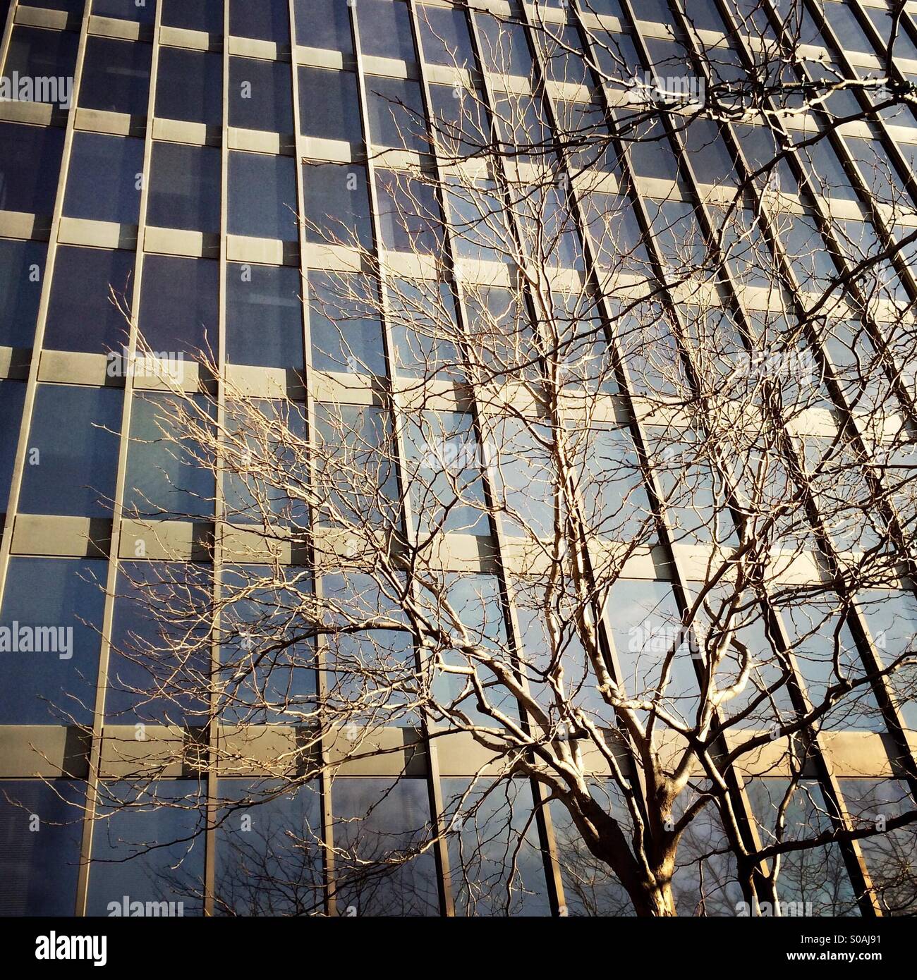 Tree office windows hi-res stock photography and images - Alamy