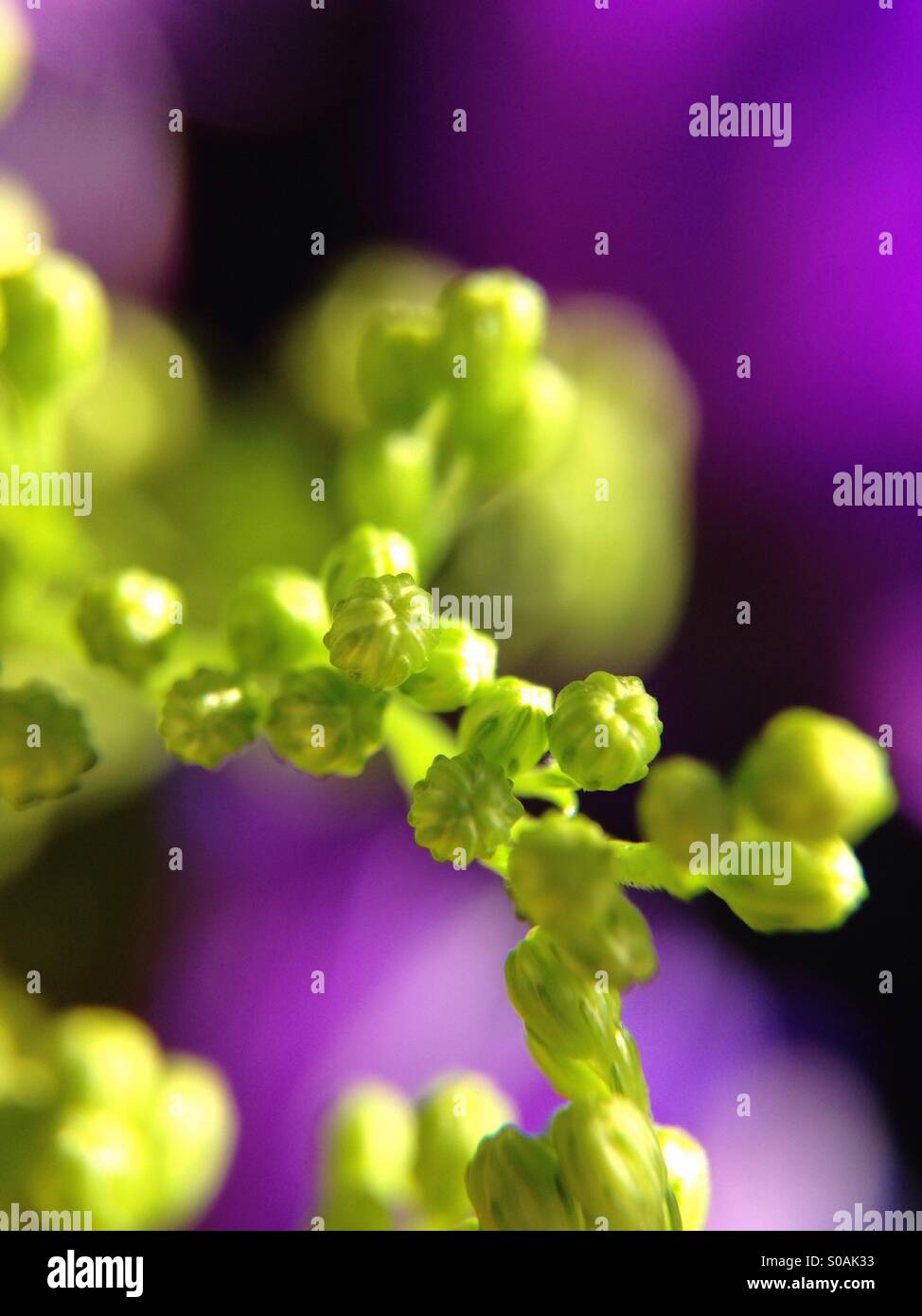 Buds green hi-res stock photography and images - Alamy