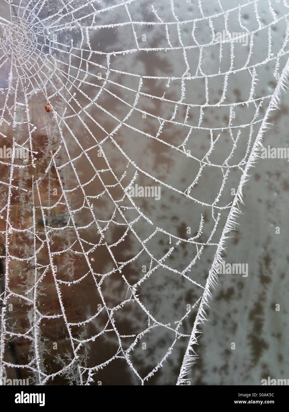 Frosted web hi-res stock photography and images - Alamy