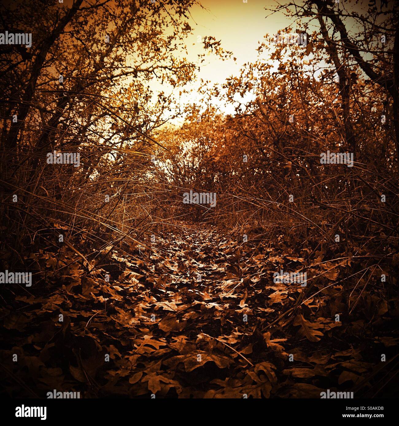 Scary pathway hi-res stock photography and images - Alamy