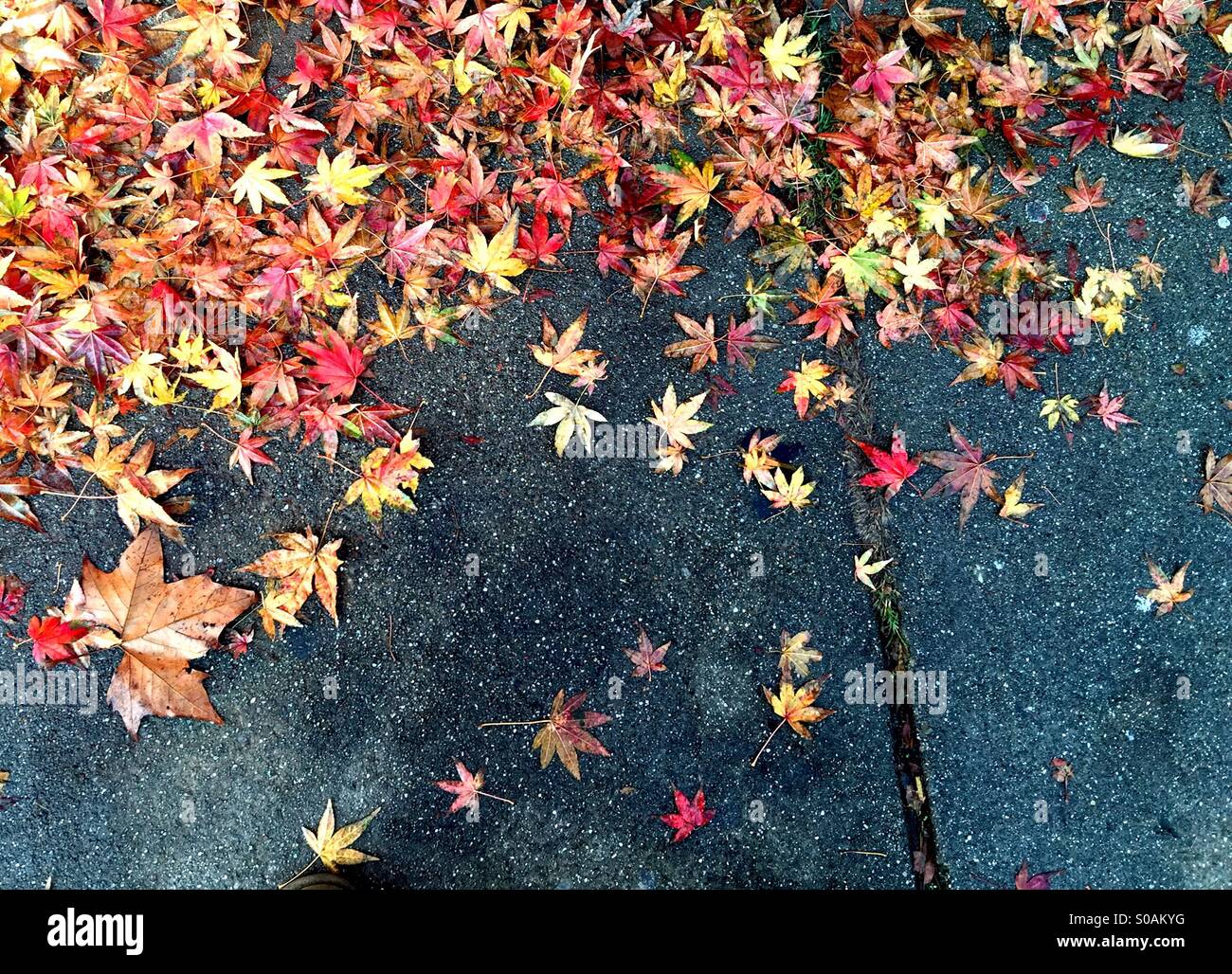 Fall leaves on pavement Stock Photo - Alamy