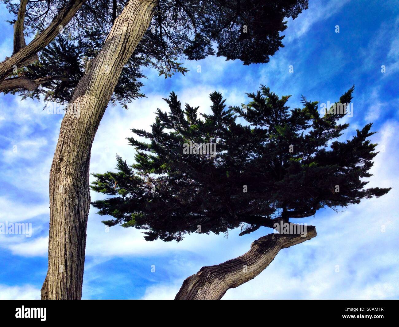 Two iMonterey pine trees with interesting branches and trunks Stock ...