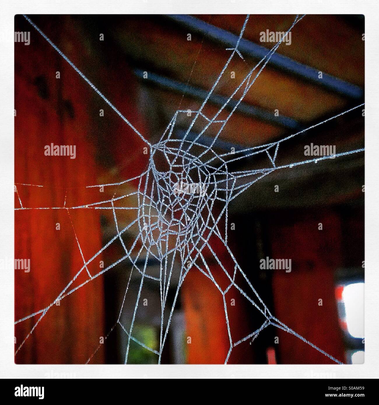 Frozen spiders web hi-res stock photography and images - Alamy