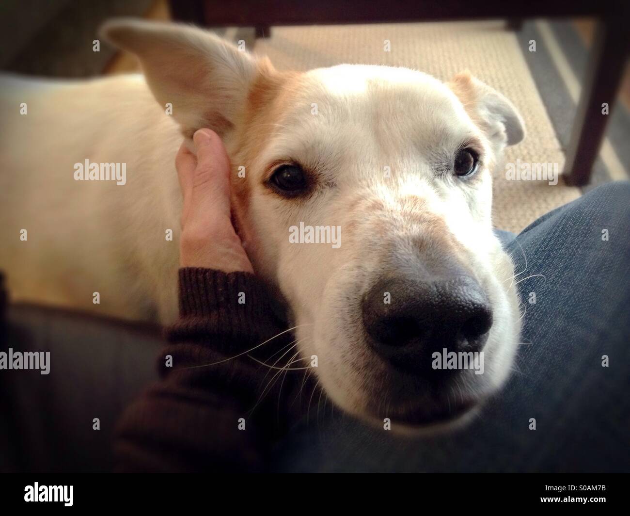 Dog face close up hi-res stock photography and images - Alamy