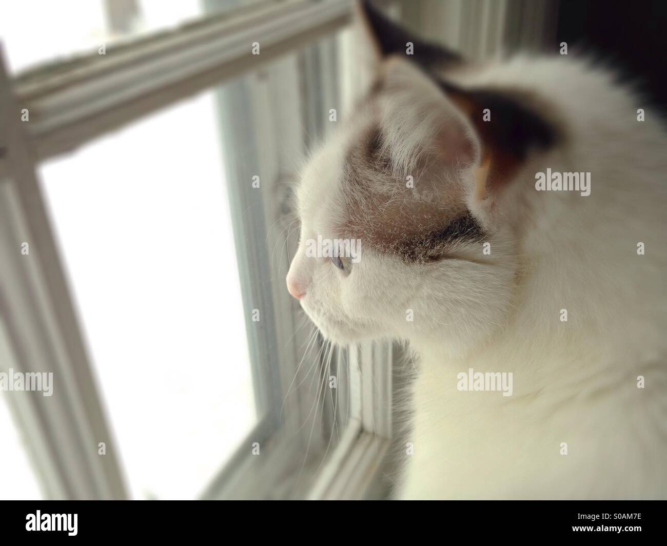 A cute white cat looking out a window Stock Photo - Alamy
