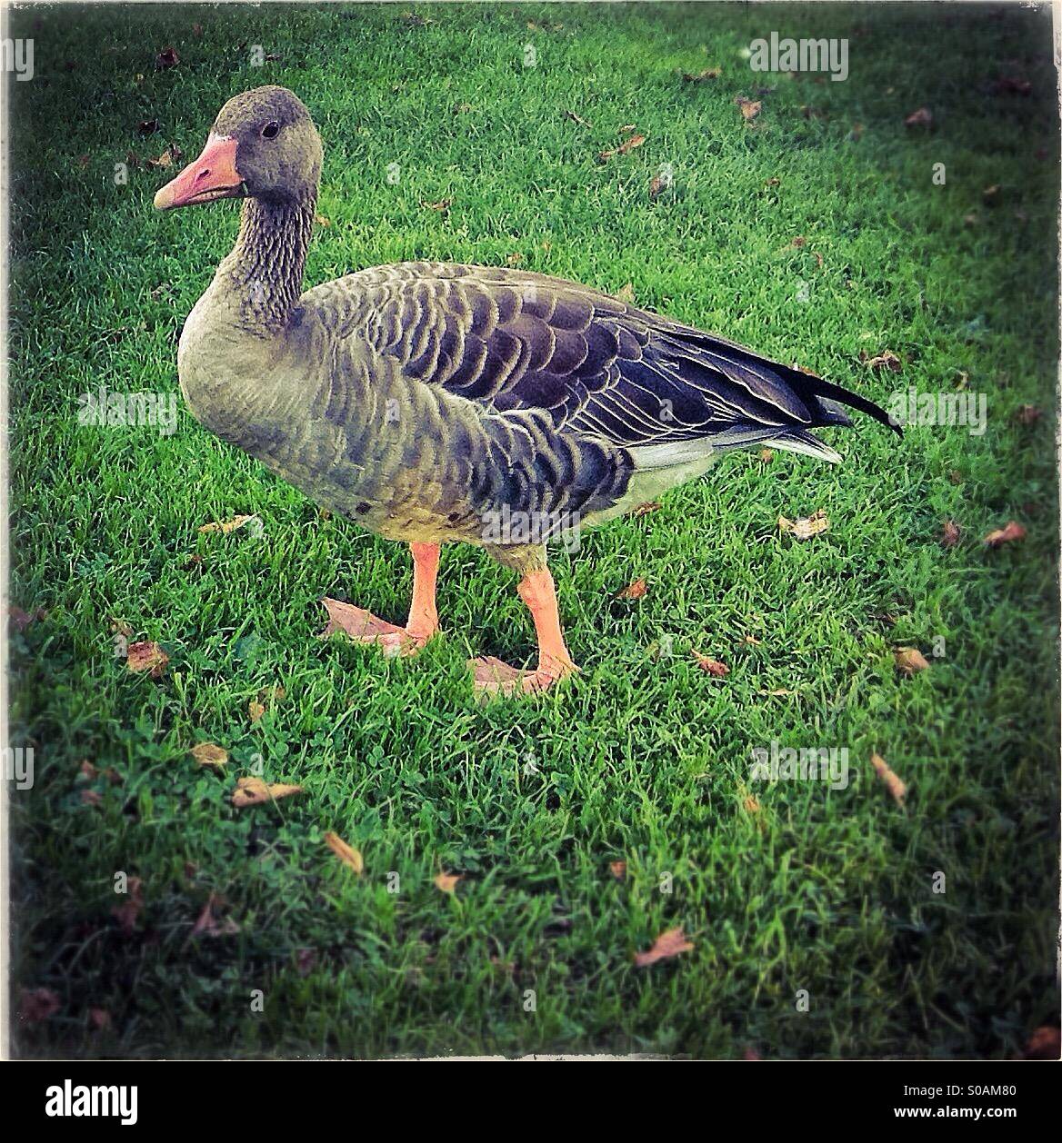 Female mallard divk on green grass Stock Photo - Alamy