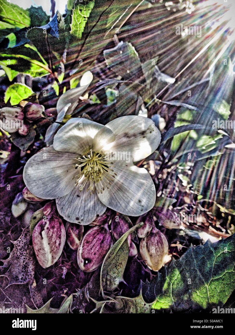 Helleborus flower with beams of sunlight Stock Photo - Alamy