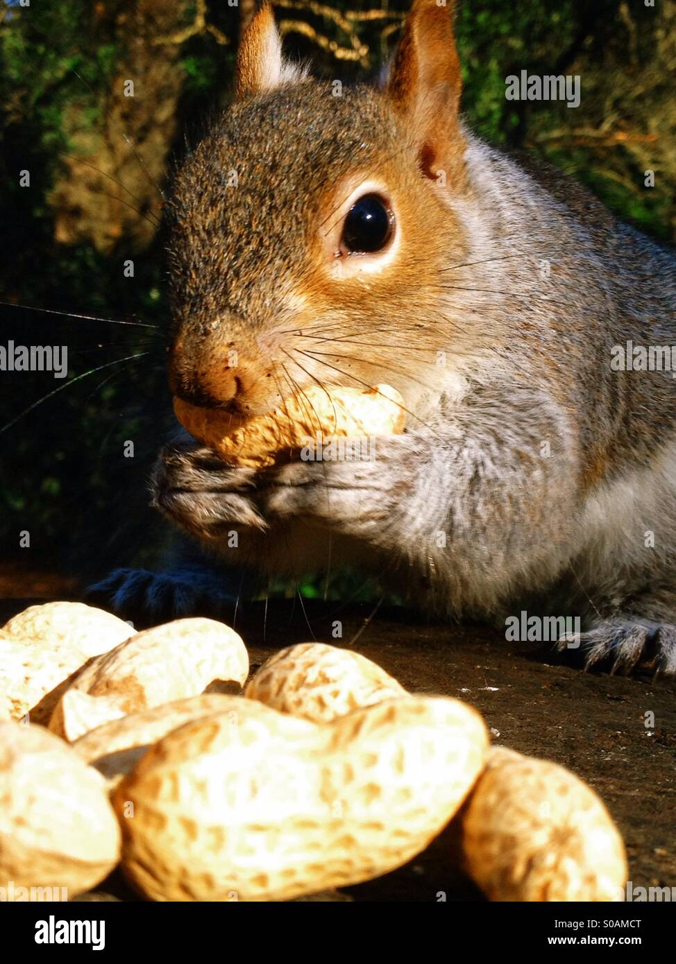 Squirrel adding to his nut store Stock Photo - Alamy
