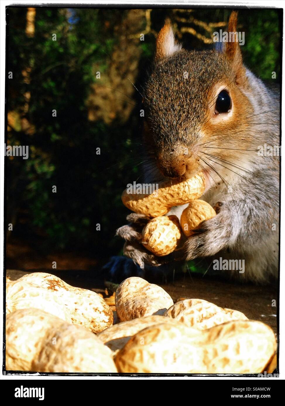 Squirrel adding to his nut store Stock Photo - Alamy