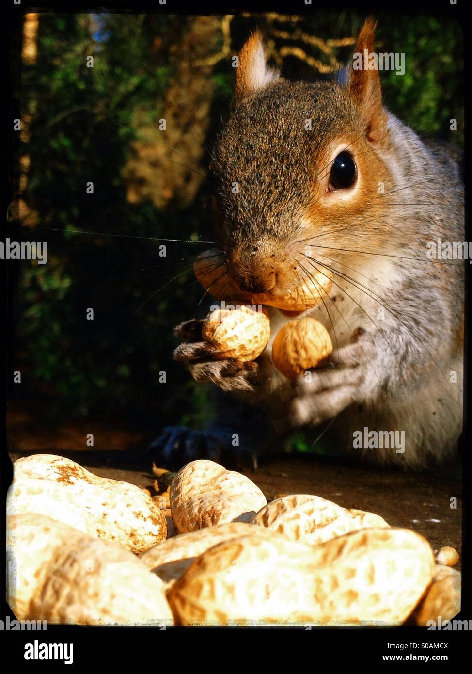 Squirrel adding to his nut store Stock Photo - Alamy