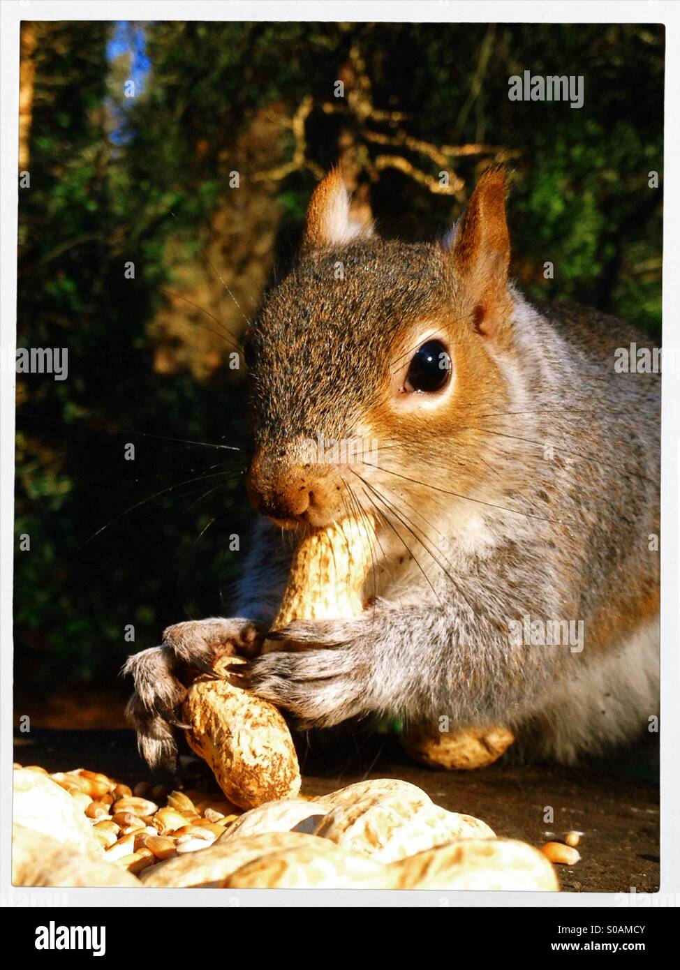 Squirrel adding to his nut store Stock Photo - Alamy