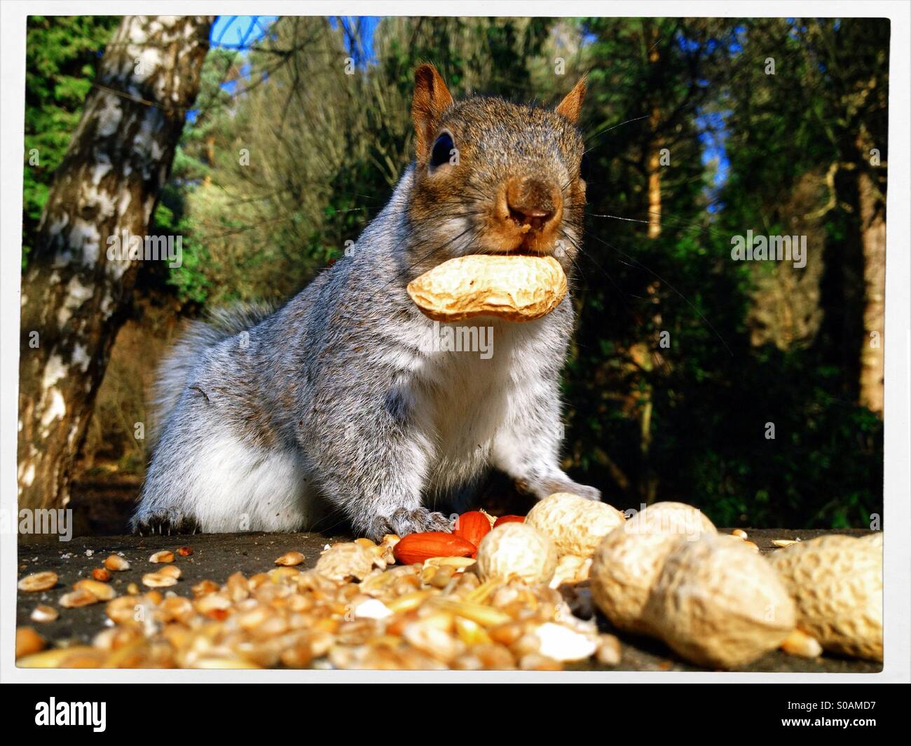 Squirrel adding nut store hi-res stock photography and images - Alamy