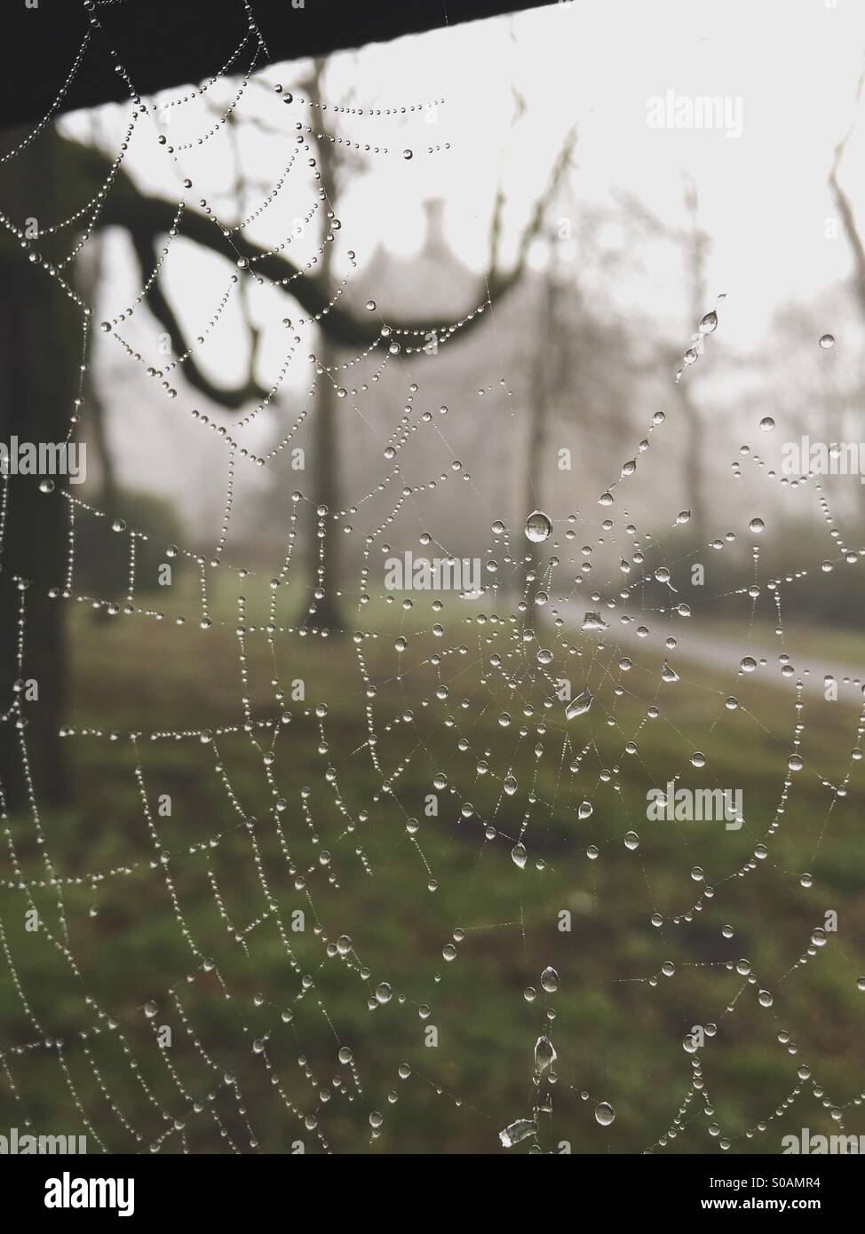 Water droplets on a close up macro of a spider web Stock Photo - Alamy