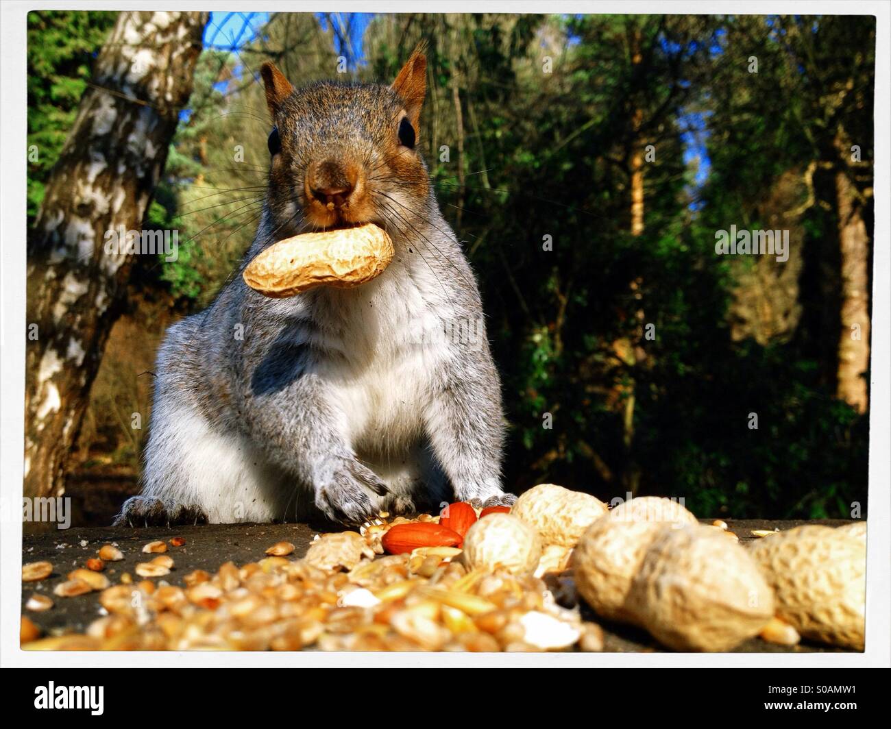 Squirrel adding to his nut store Stock Photo - Alamy