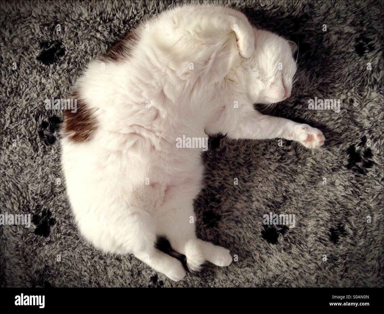 Cat Sleeping On Back