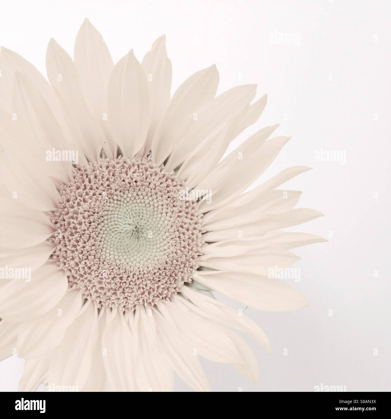 Center of sunflower hi-res stock photography and images - Alamy