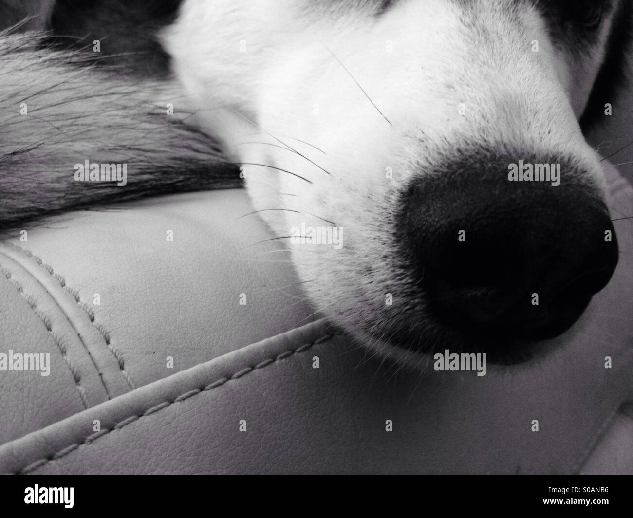 Nose to tail hi-res stock photography and images - Alamy