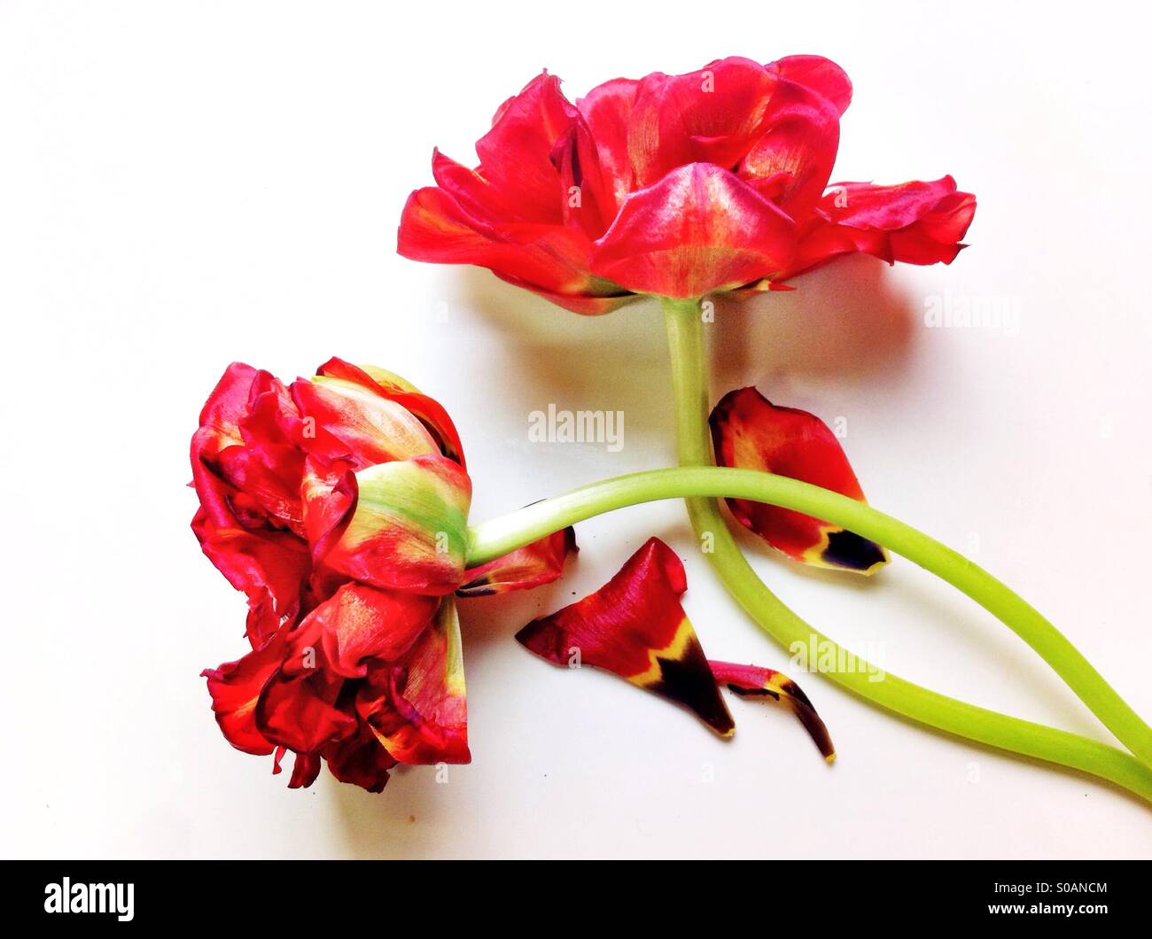 Two fluffy red tulips intertwine Stock Photo - Alamy
