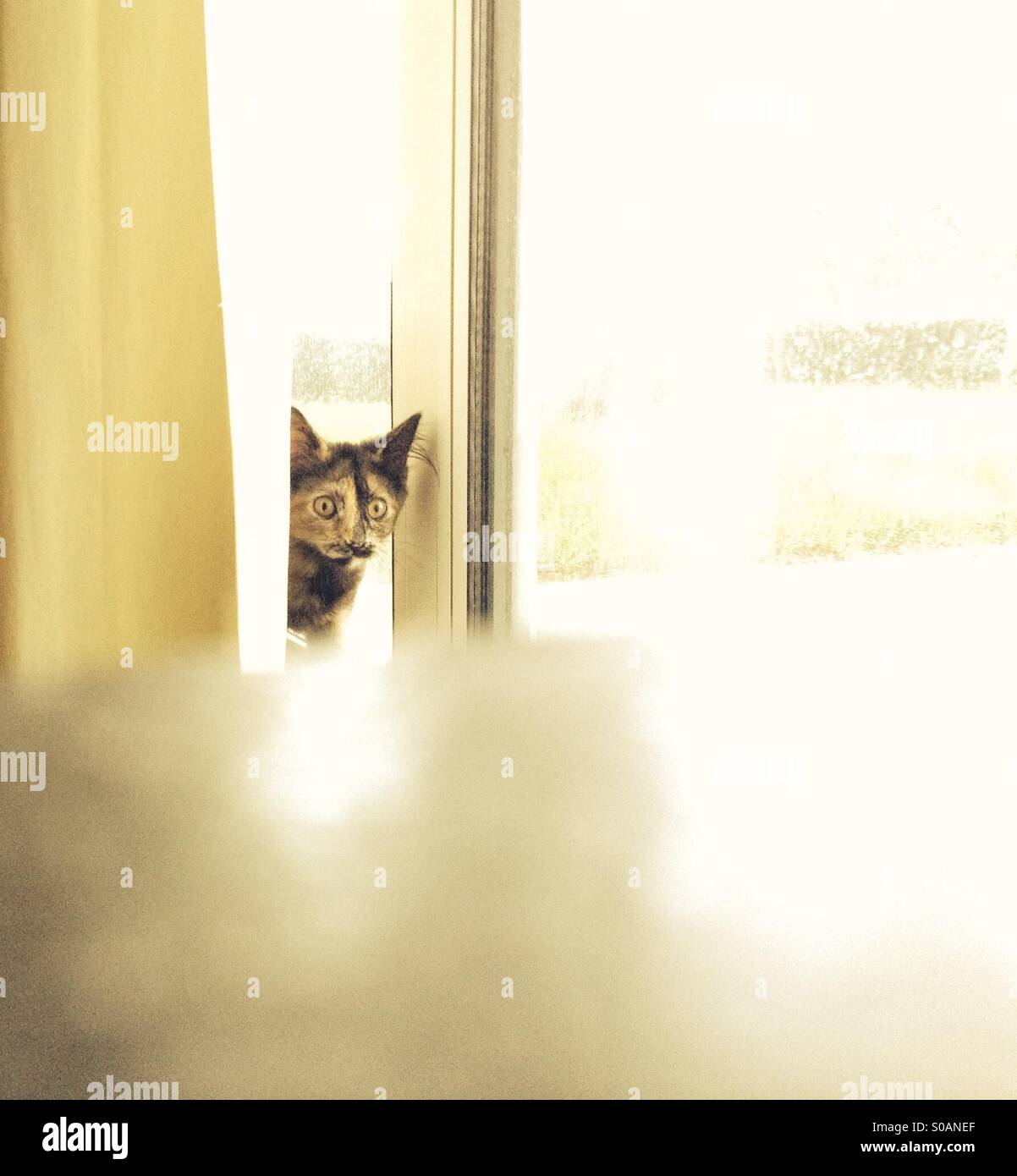 Sneaky Pictures Or Photographs High Resolution Stock Photography and ...