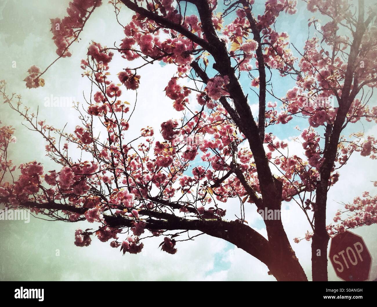 Large cherry tree in bloom with stop sign Stock Photo - Alamy