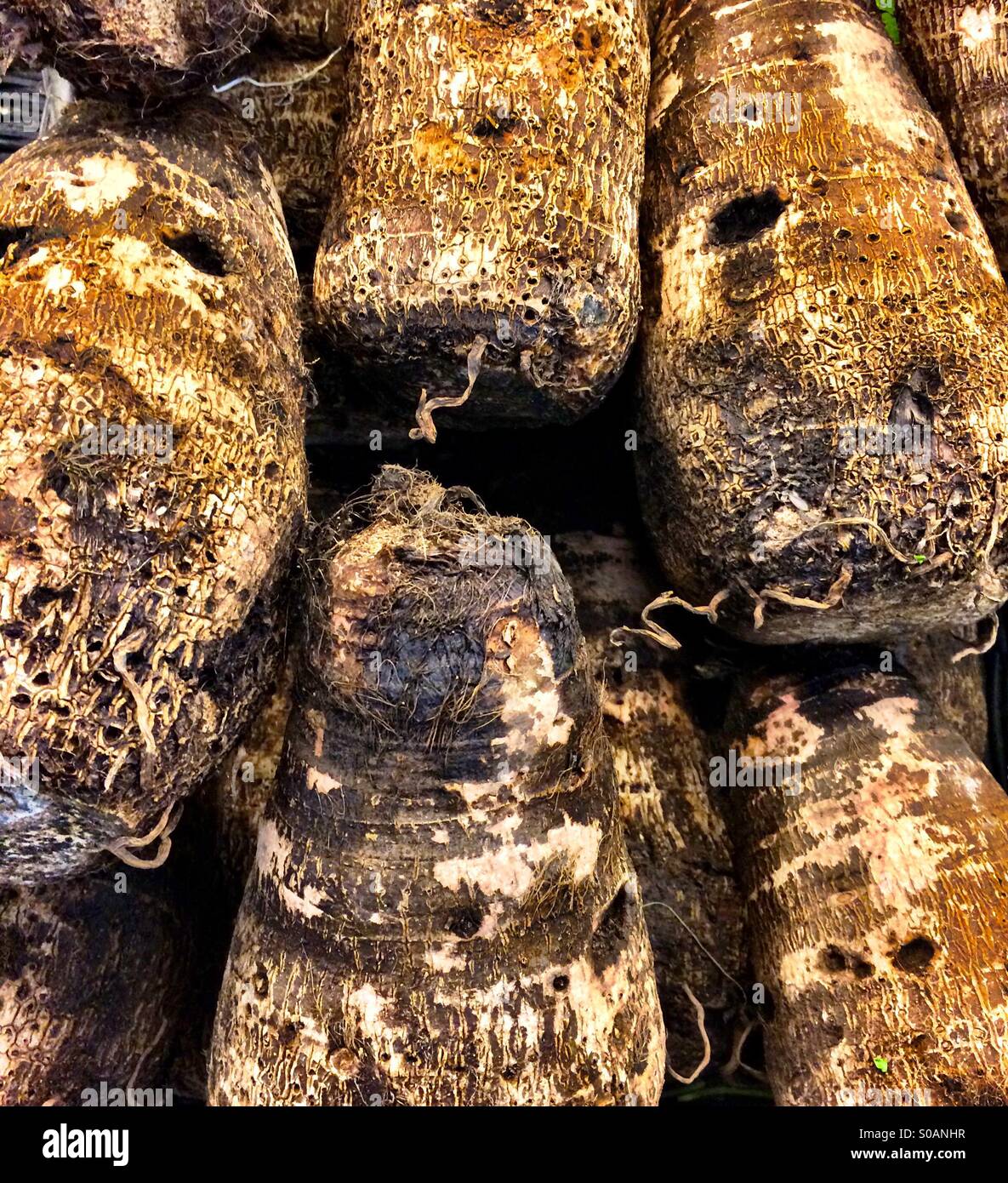 Kalo hi-res stock photography and images - Alamy