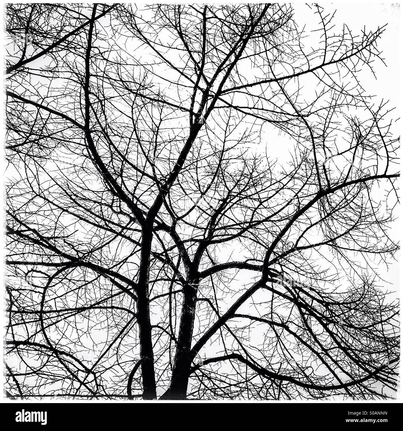 Tree branches cut out Stock Photo - Alamy