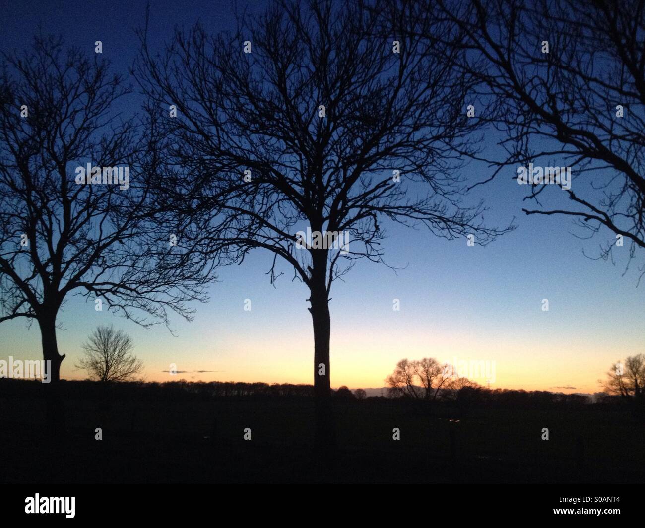 Contrast tree colours hi-res stock photography and images - Alamy