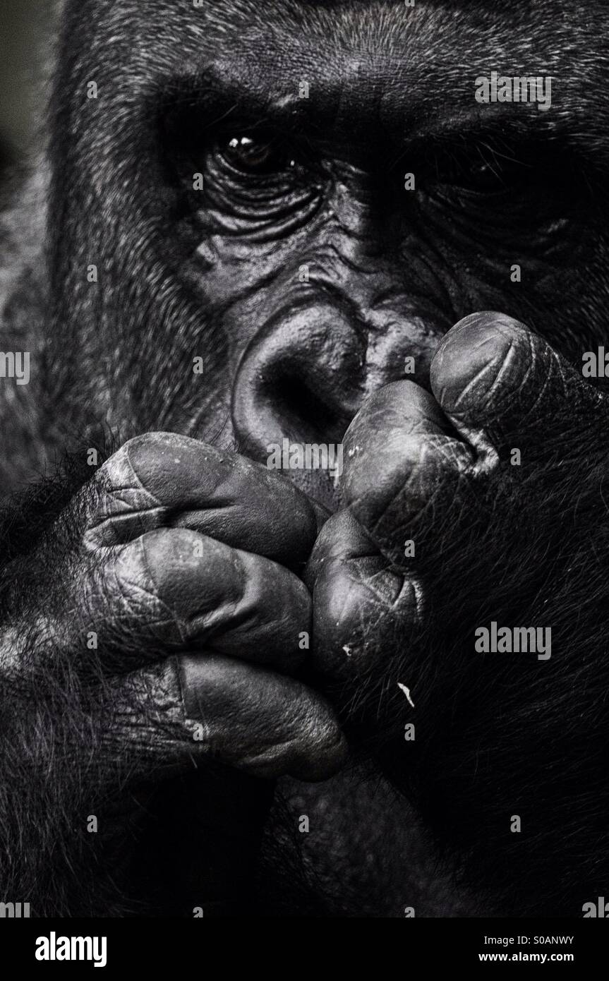 Silverbacks hi-res stock photography and images - Alamy