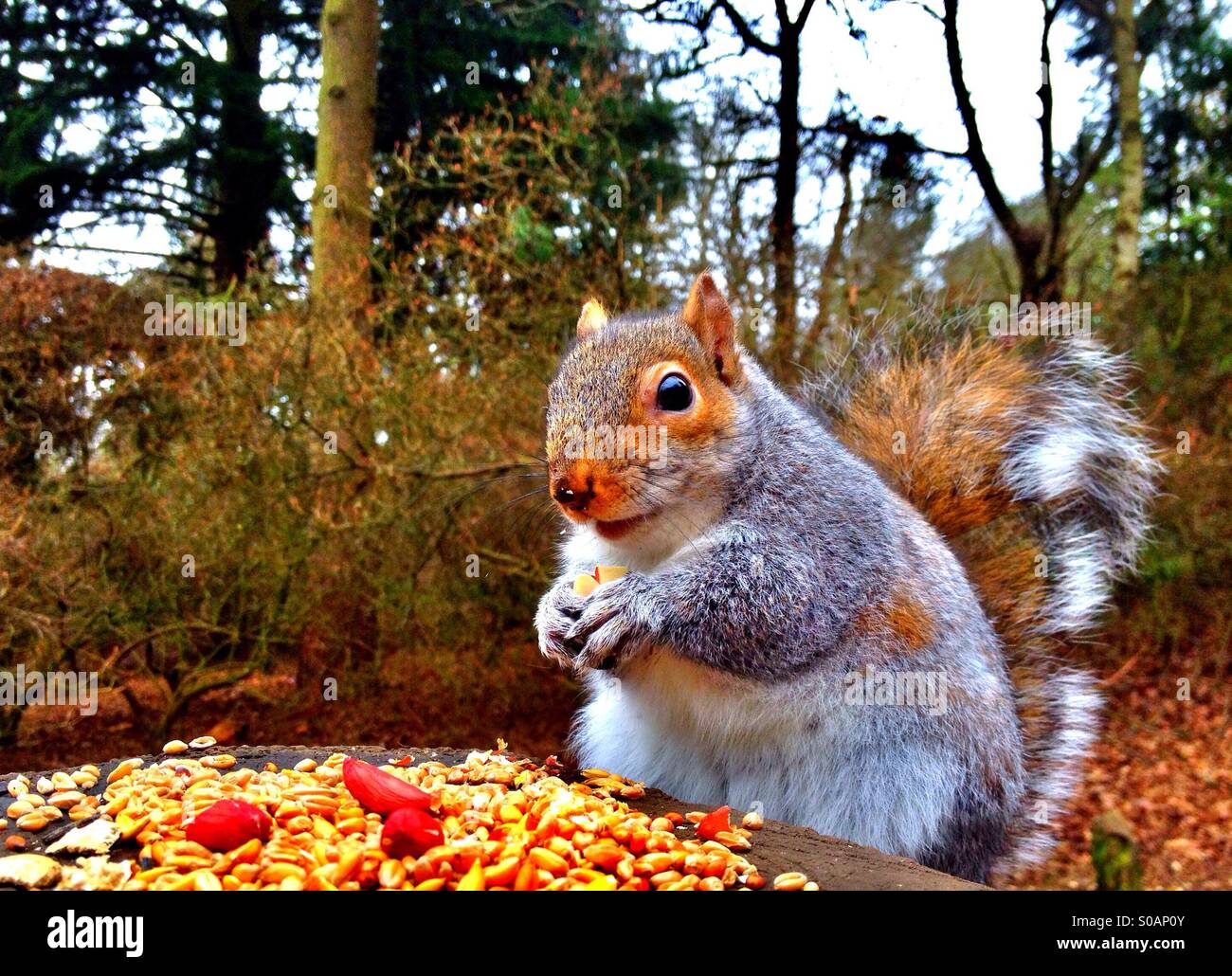 Squirrel gathering nuts hi-res stock photography and images - Alamy