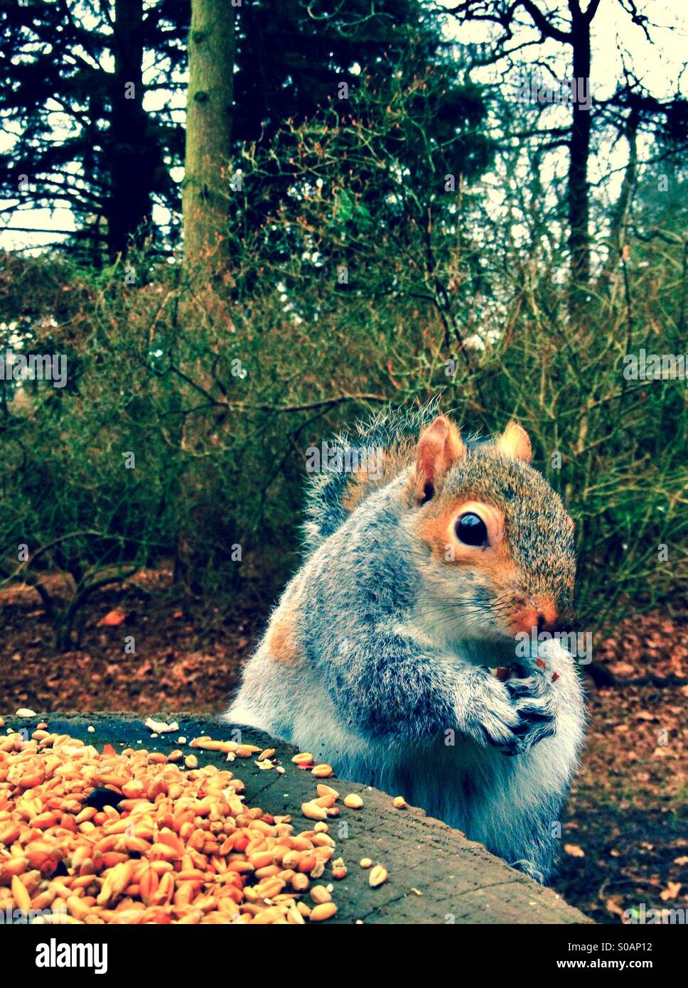 Squirrel gathering food Stock Photo - Alamy