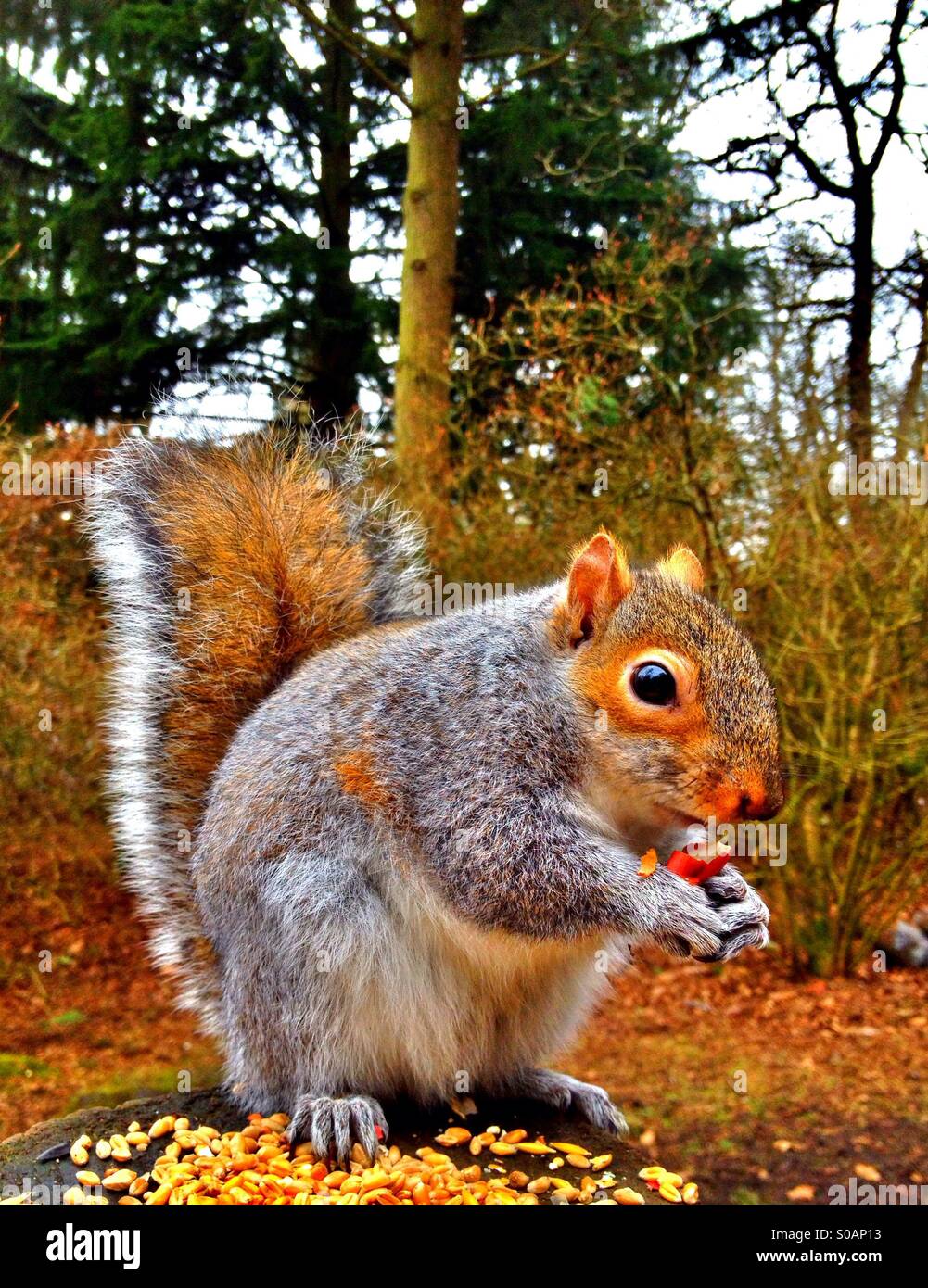 Squirrel gathering food Stock Photo - Alamy