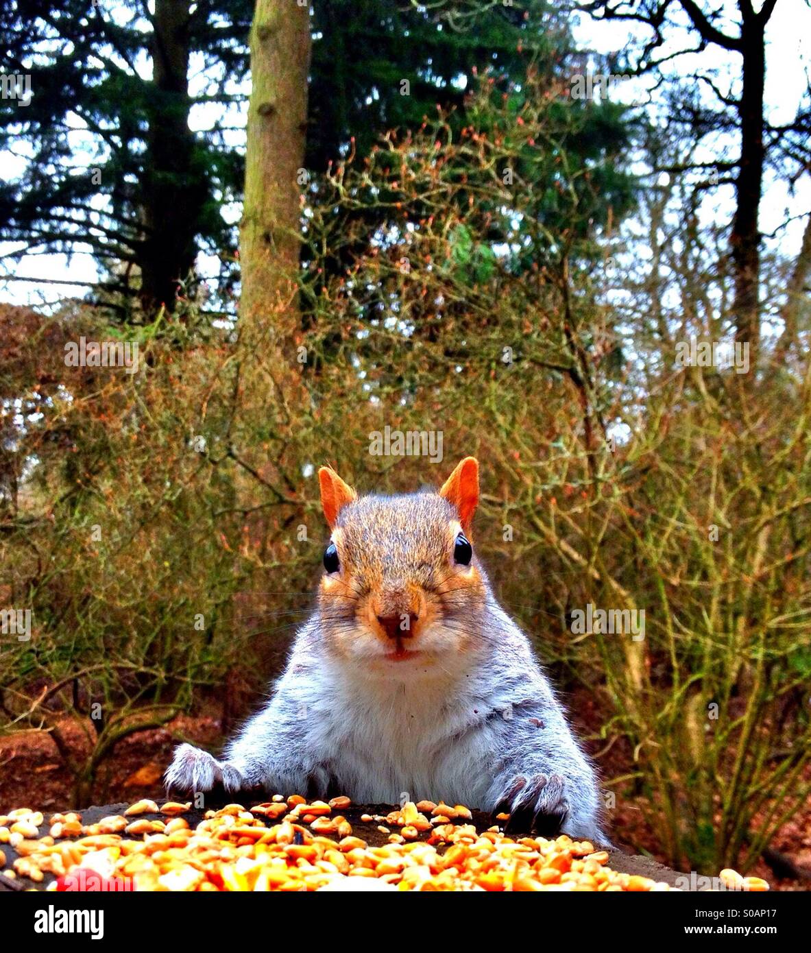 Squirrel gathering food Stock Photo - Alamy