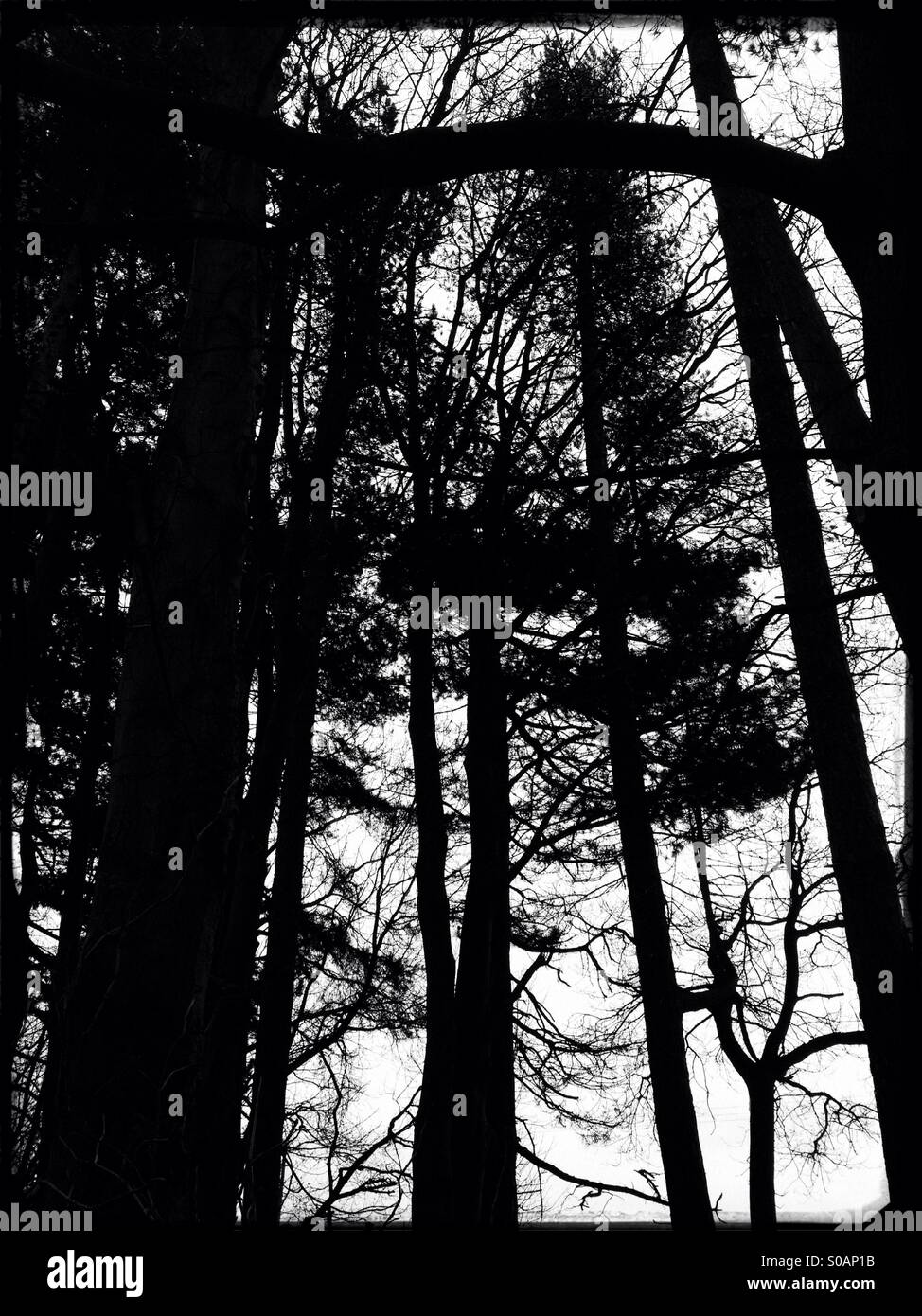 View through trees Stock Photo - Alamy