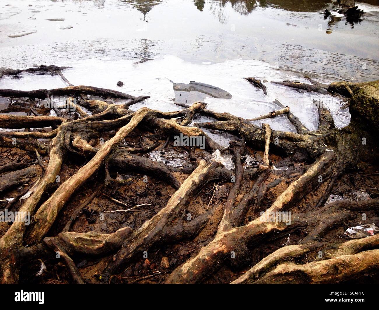Ice on tree roots Stock Photo - Alamy
