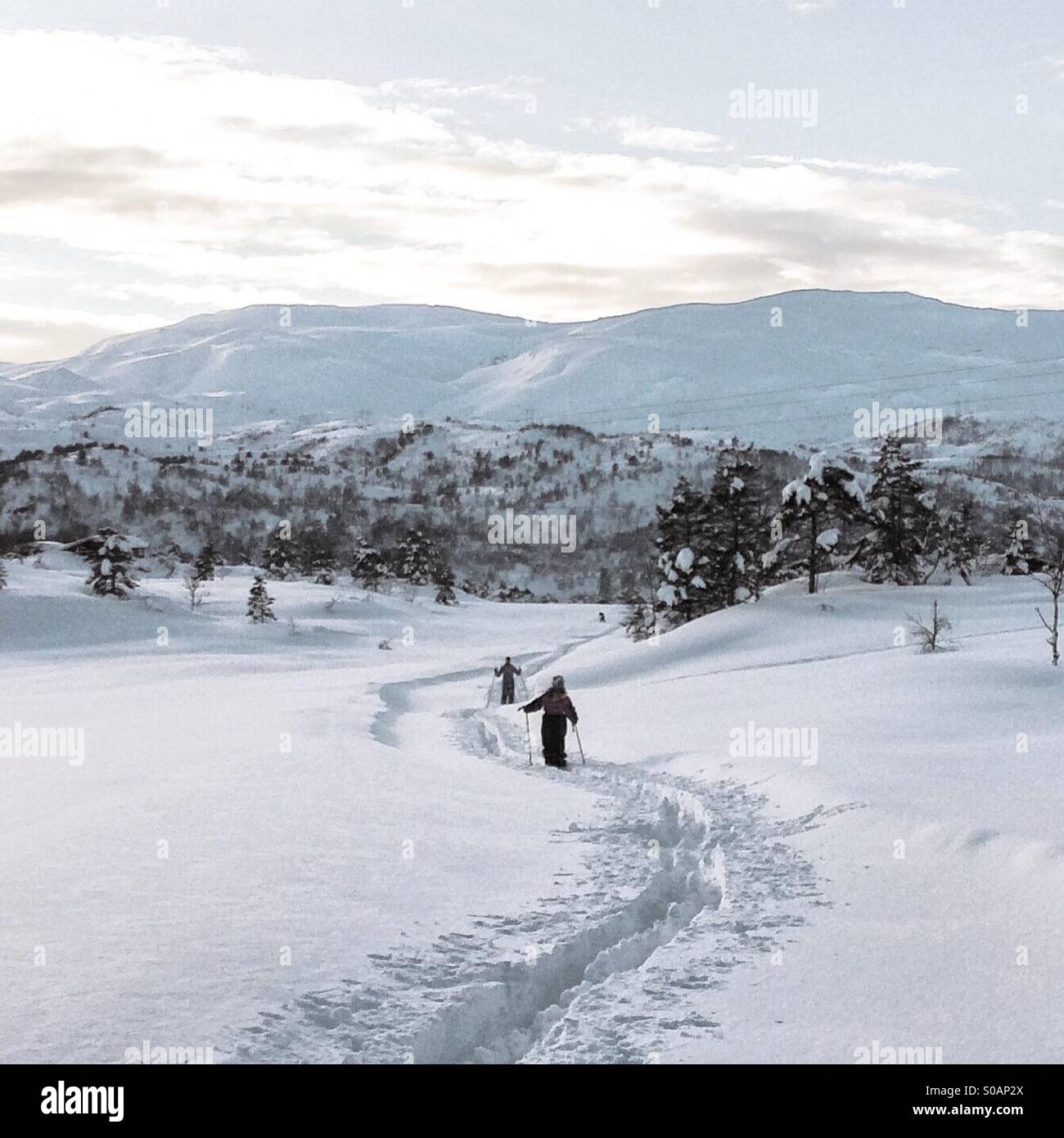 Kvamskogen hi-res stock photography and images - Alamy