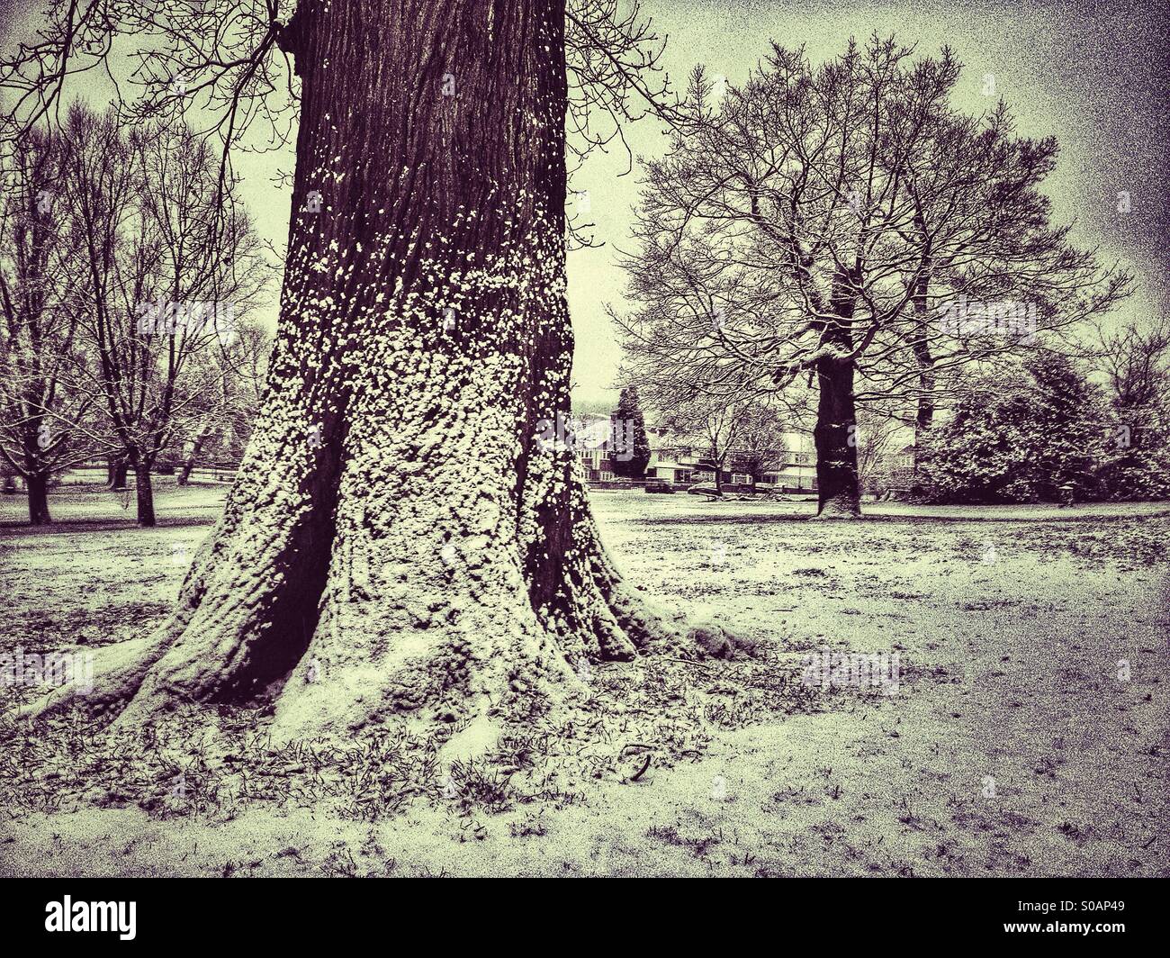 Snow cover base of tree in a park Stock Photo - Alamy
