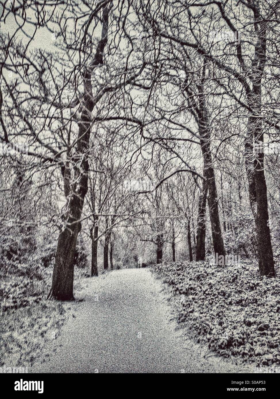 Trees path snow hi-res stock photography and images - Alamy