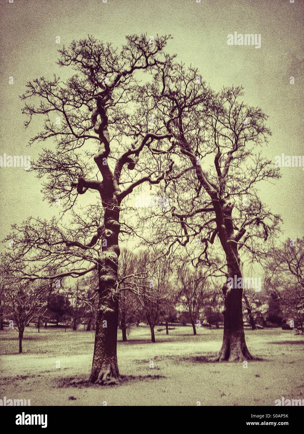 Trees in a park with light snow Stock Photo - Alamy